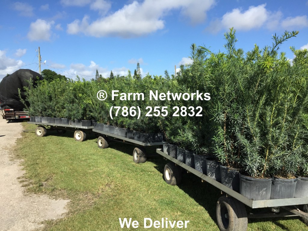 Podocarpus Hedge Plant 25 Gallon – Florida Clusia Plants Nursery